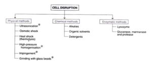 Downstream Processing Steps - Biology Notes Online