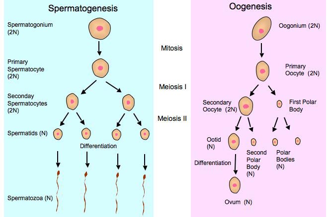 Oogenesis In Vertebrates In Mammals Mitotic Division Oogenesis Photos,