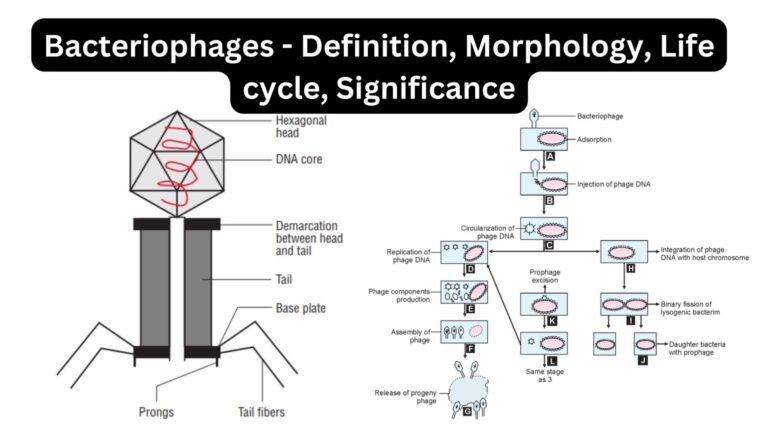 Lytic Cycle - Definition, Steps, Importance, Examples - Biology Notes ...