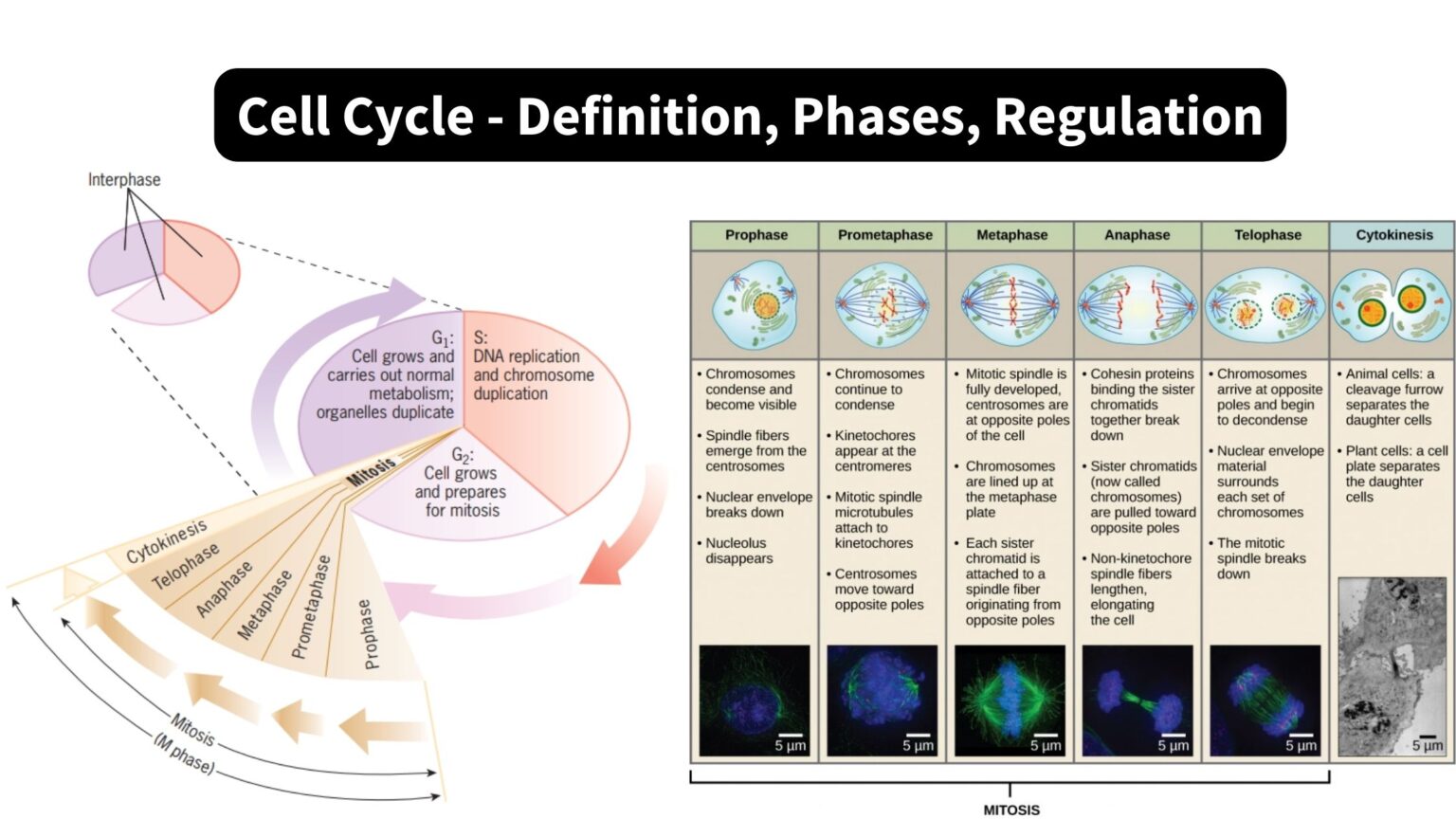 Embryonic Stem Cells - Definition, Properties, Applications - Biology ...