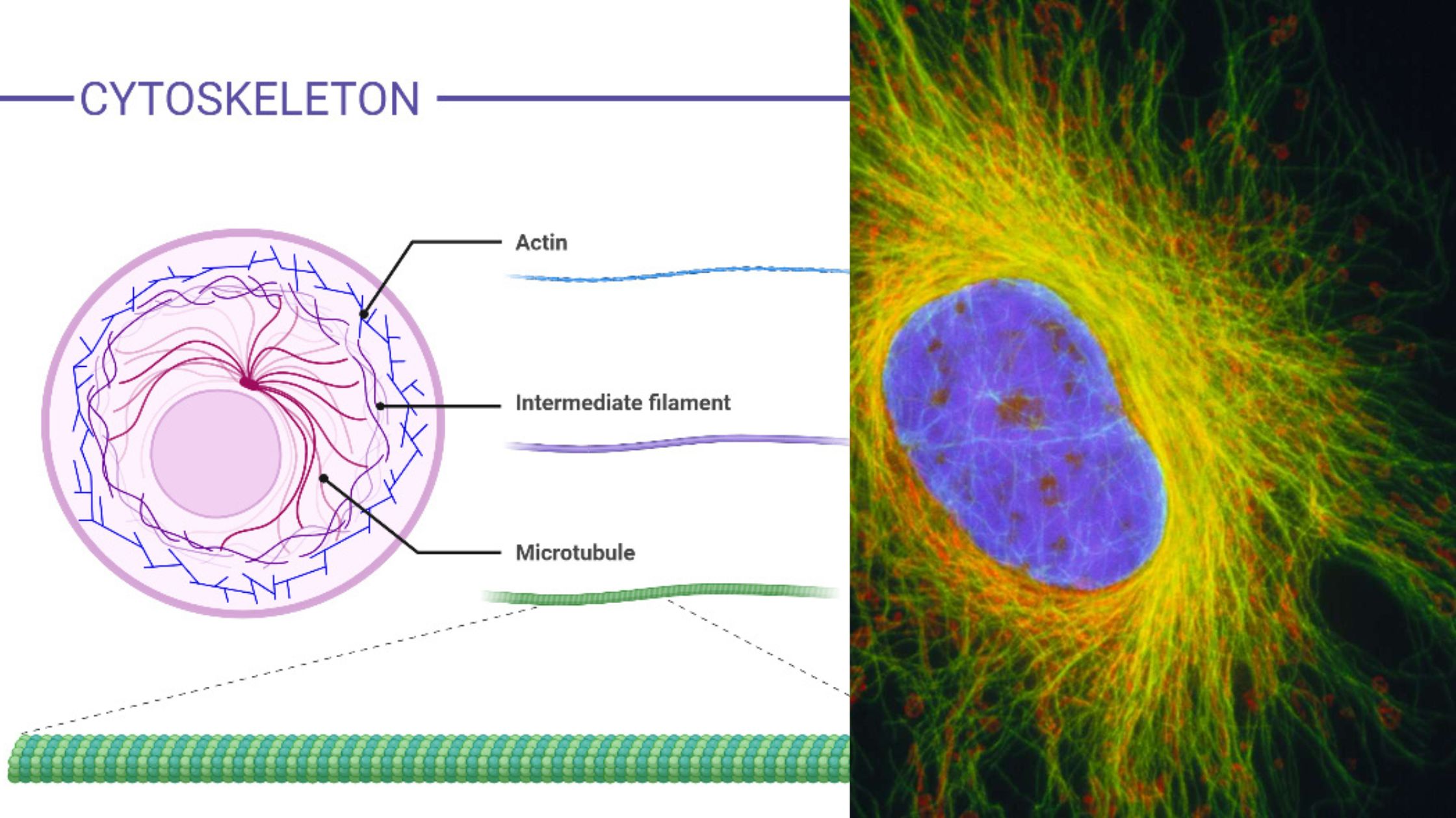 Cytoskeleton Archives Biology Notes Online