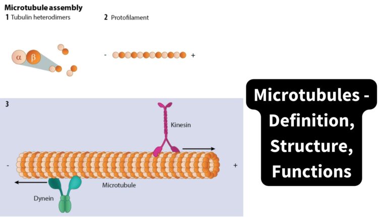 Plant cell - Structure, Definition, Diagram, Organelles - Biology Notes ...