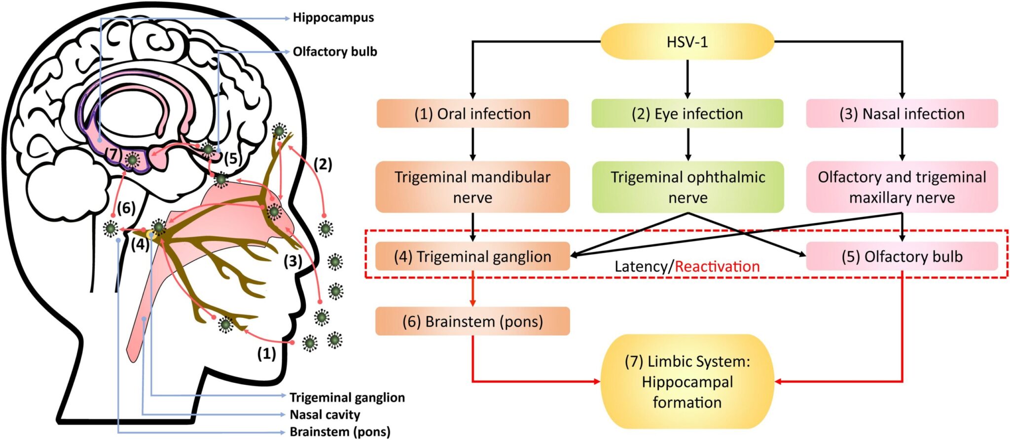 Microbiology - Biology Notes Online