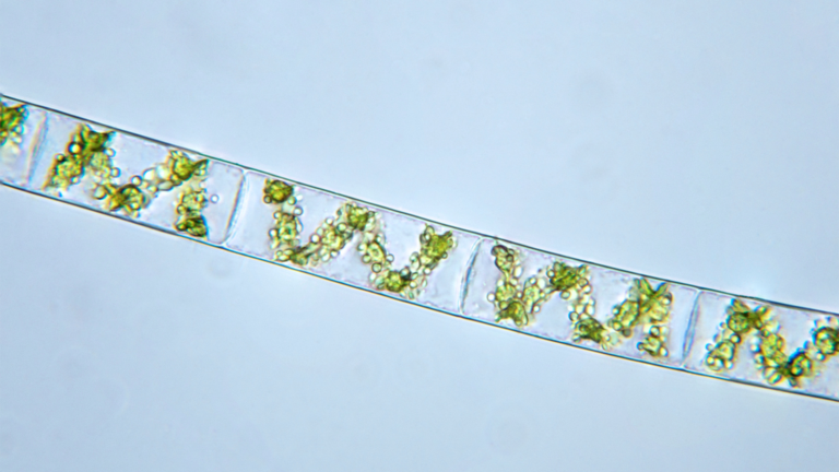 Spirogyra - Definition, Structure, Life Cycle, Diagram, Reproduction ...