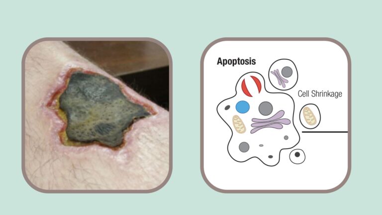 Cold-blooded vs Warm-blooded animals - Biology Notes Online