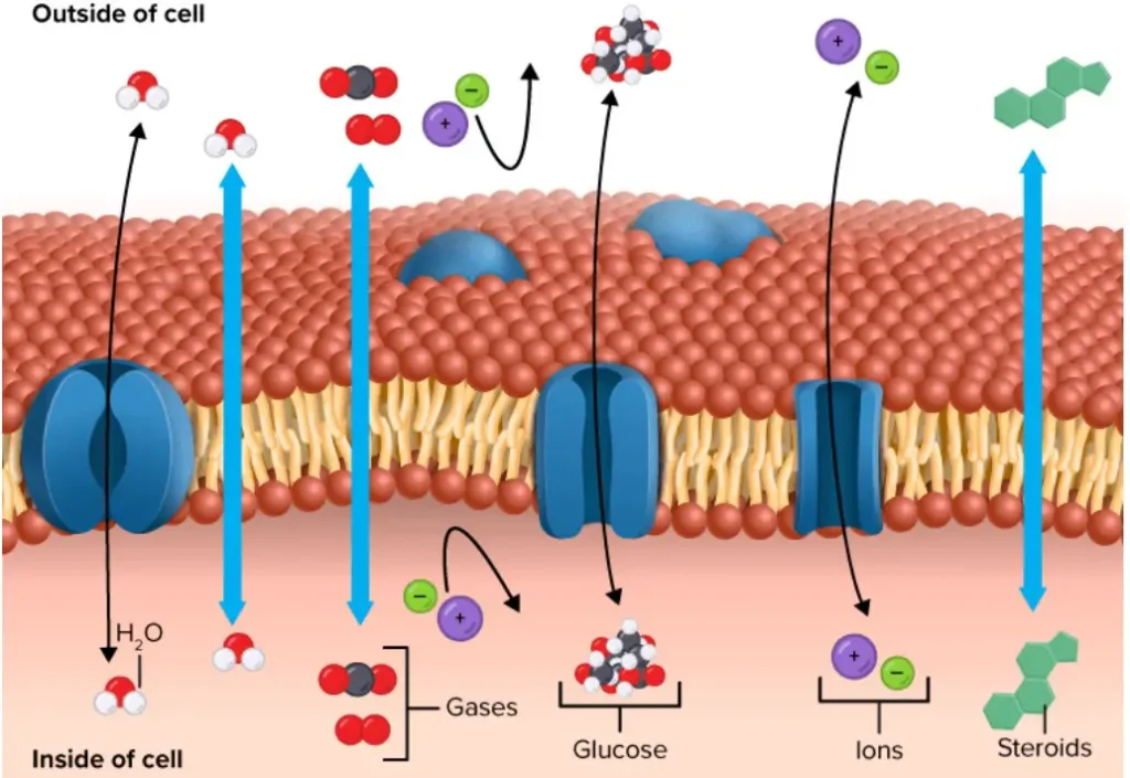 Passive Transport Of Oxygen Controlled Oxygen Delivery To Power Tissue