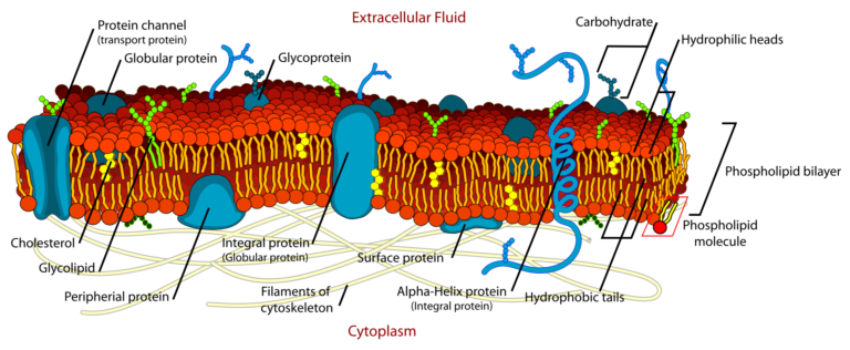 Eukaryotic Cell - Definition, Structure, Functions, Examples - Biology ...