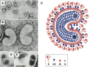 Viral Pathogenesis Definition, Mechanisms, Factors - Biology Notes Online