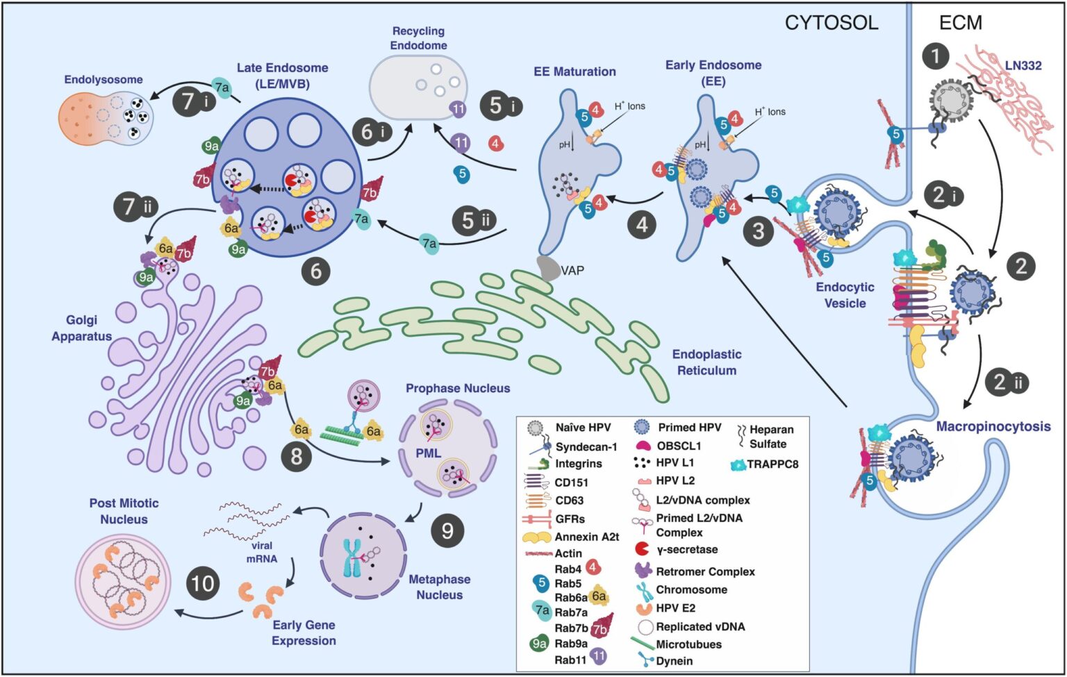 Tobacco mosaic virus (TMV) - Structure, Life cycle, Infection ...