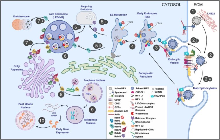 Tobacco mosaic virus (TMV) - Structure, Life cycle, Infection ...