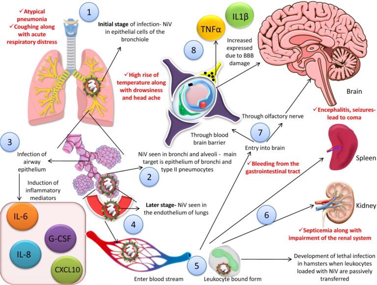 Nipah Virus (NiV) - Definition, Structure, Genome, Replication ...