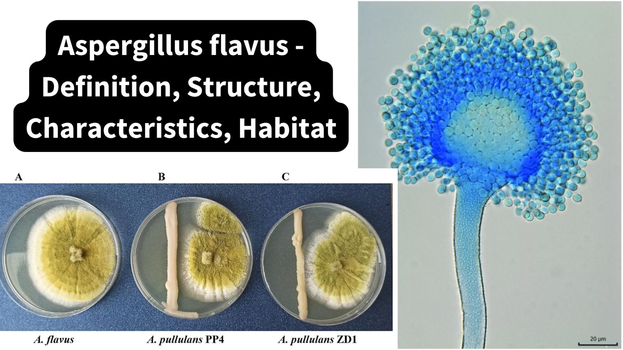 Aspergillus niger - Structure, Habitat, Characteristics - Biology Notes ...