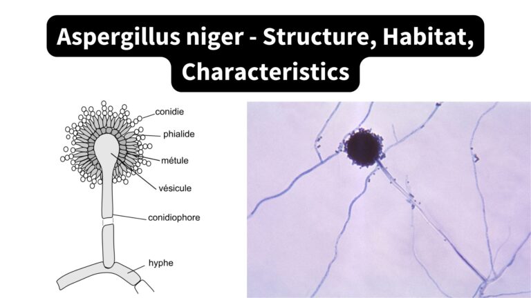 Aspergillus flavus - Definition, Structure, Characteristics, Habitat ...