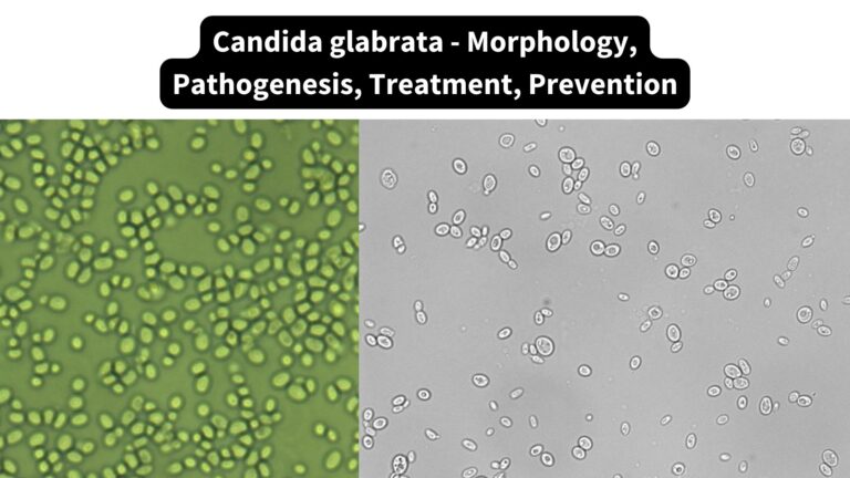 Schizosaccharomyces: Morphology, Reproduction, life cycle - Biology ...