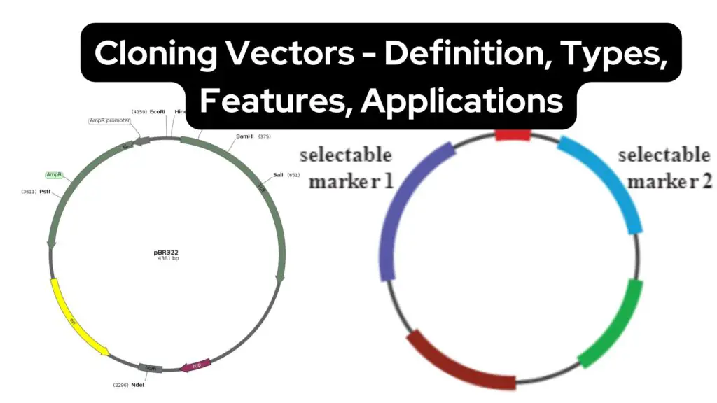 Cloning Vectors - Definition, Types, Features, Applications - Biology ... Cloning Vectors - Definition, Types, Features, Applications - Biology ...