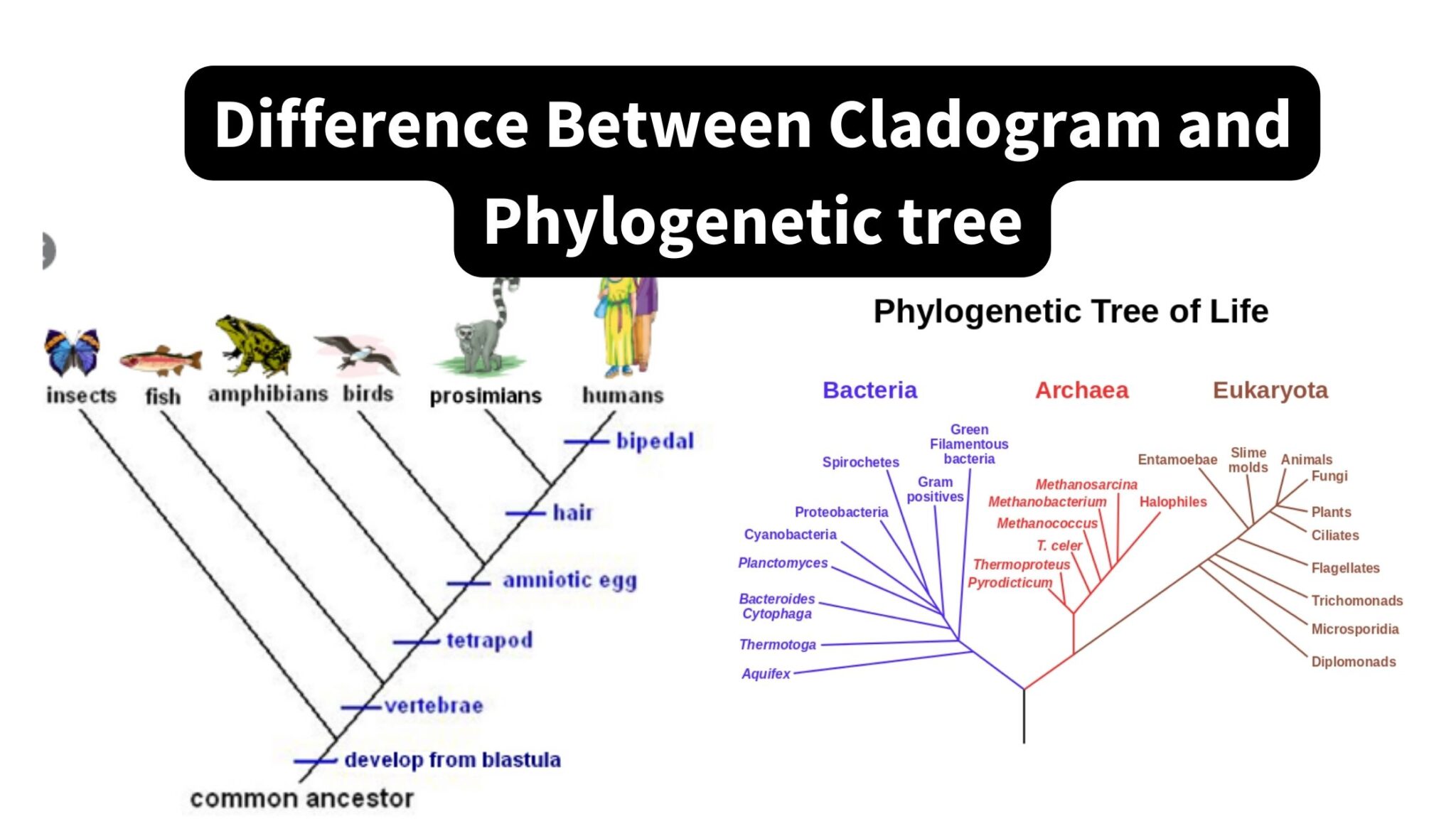 Differences Between Dominance and Overdominance Hypotheses - Biology ...