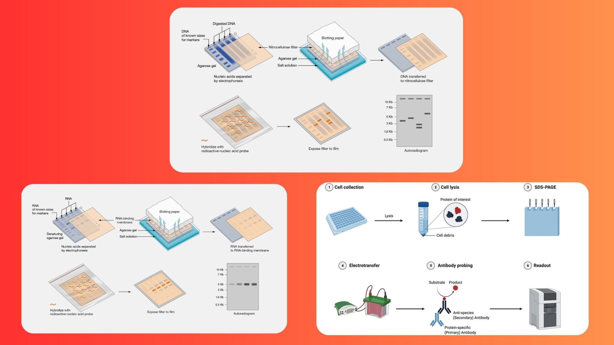 Difference between Primary and Secondary Succession - Biology Notes Online