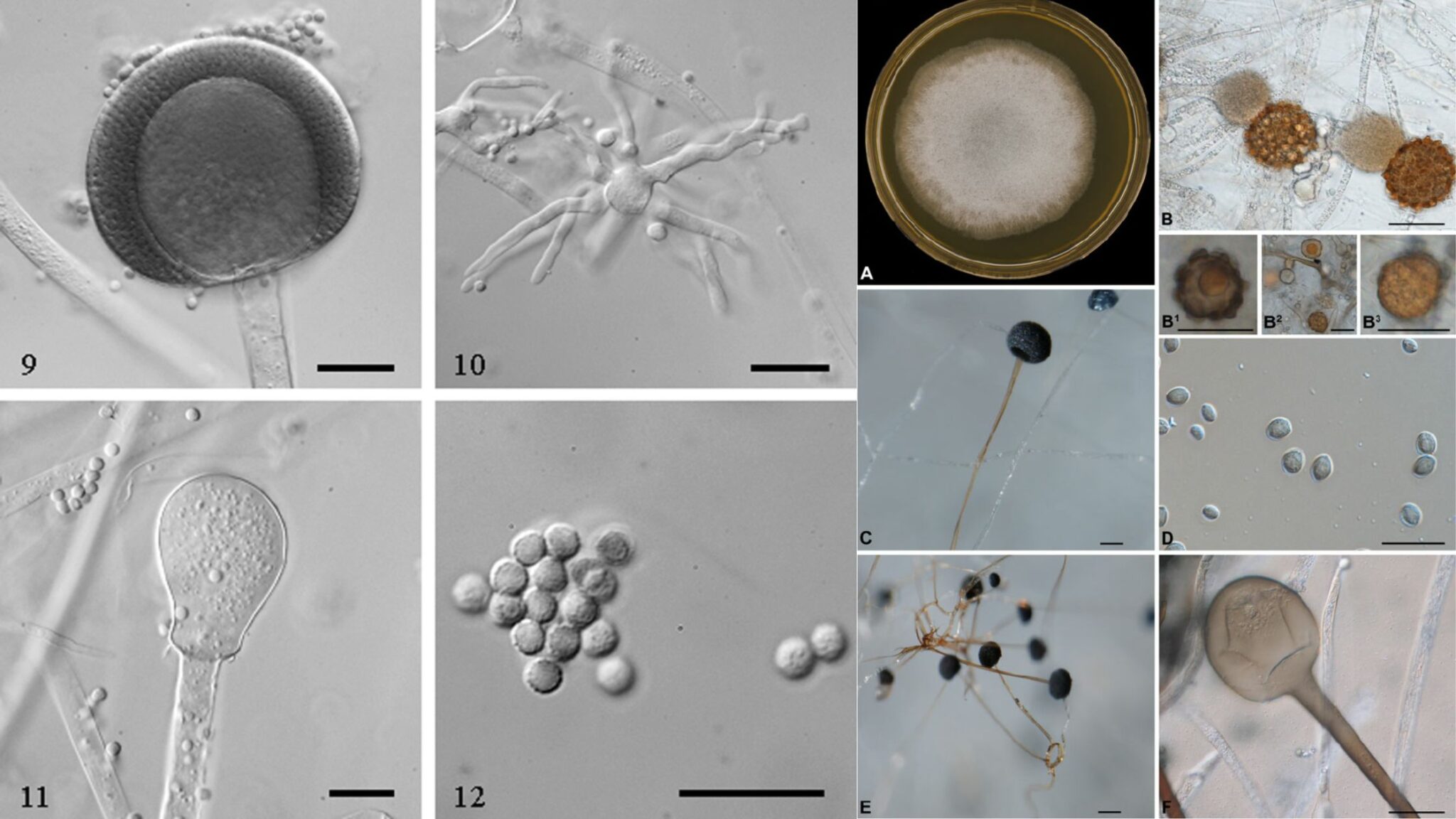 Microsporum spp. culture, infections, treatment, prevention. - Biology ...