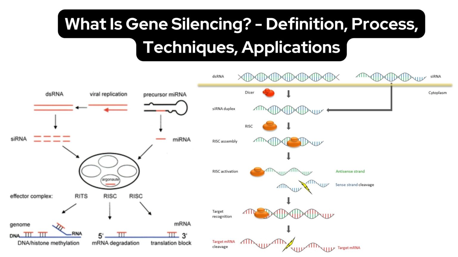 Gene Interaction - Definition, Types, Examples, Importance - Biology ...