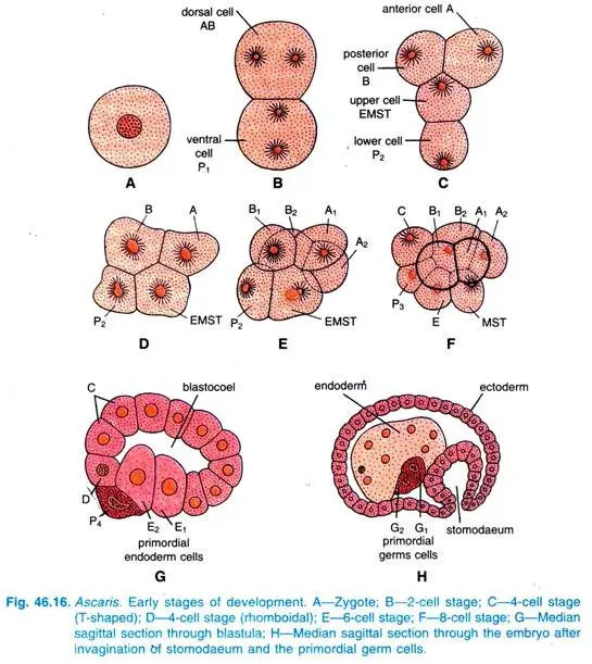 Ascaris Lumbricoides Morphology Life Cycle Pathogenesis Lab