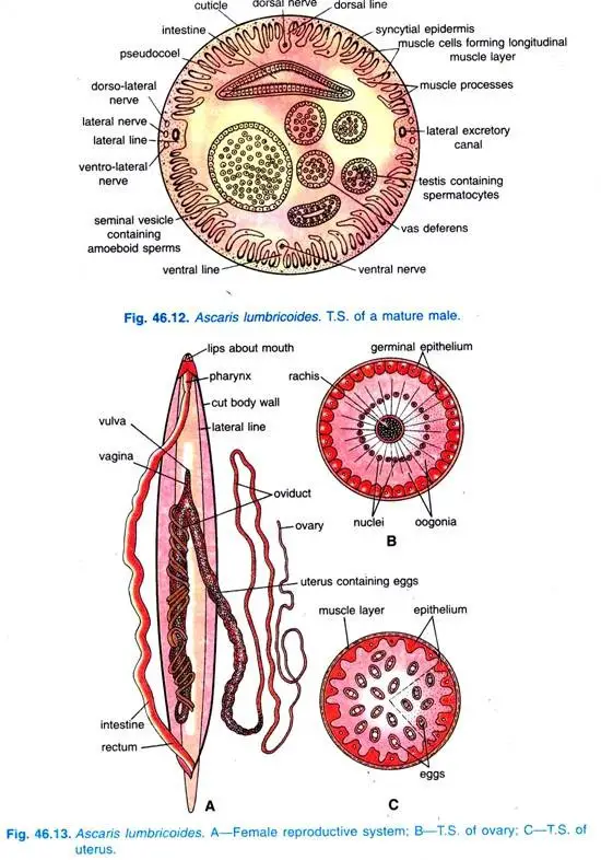 Ascaris Lumbricoides Giant Roundworm Ascaris Life Cycle Anatomy And