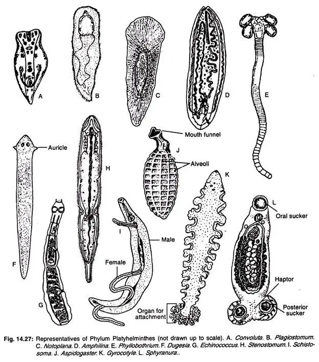 The Structure And Life Cycle Of Taenia With Diagram