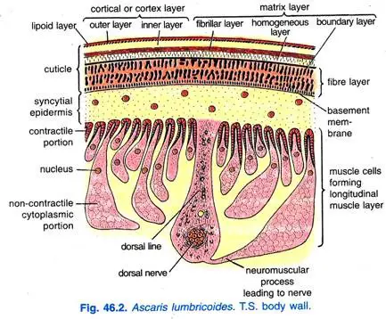 Ascaris Lumbricoides Morphology Life Cycle Pathogenesis