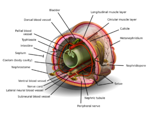 Phylum Annelida - Definition, Characteristics, Classification, Examples ...