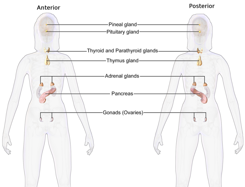 Endocrine System - Definition, Structure, Primary and Secondary glands ...