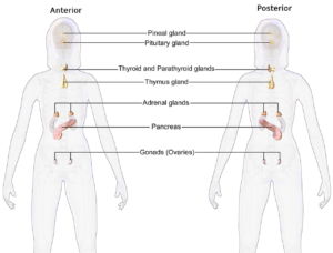 Endocrine System - Definition, Structure, Primary and Secondary glands ...