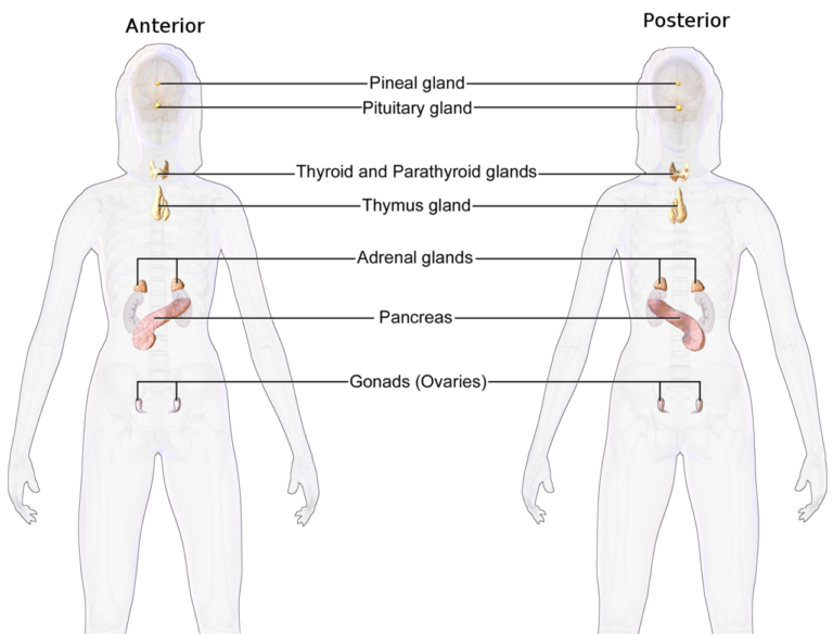 Endocrine System - Definition, Structure, Primary and Secondary glands ...