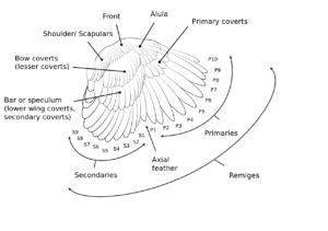 Principles and aerodynamics of flight in Aves (bird) and Flight ...