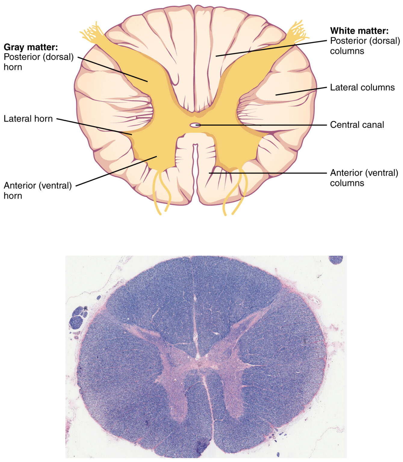 Spinal Cord - Definition, Structure, Functions - Biology Notes Online