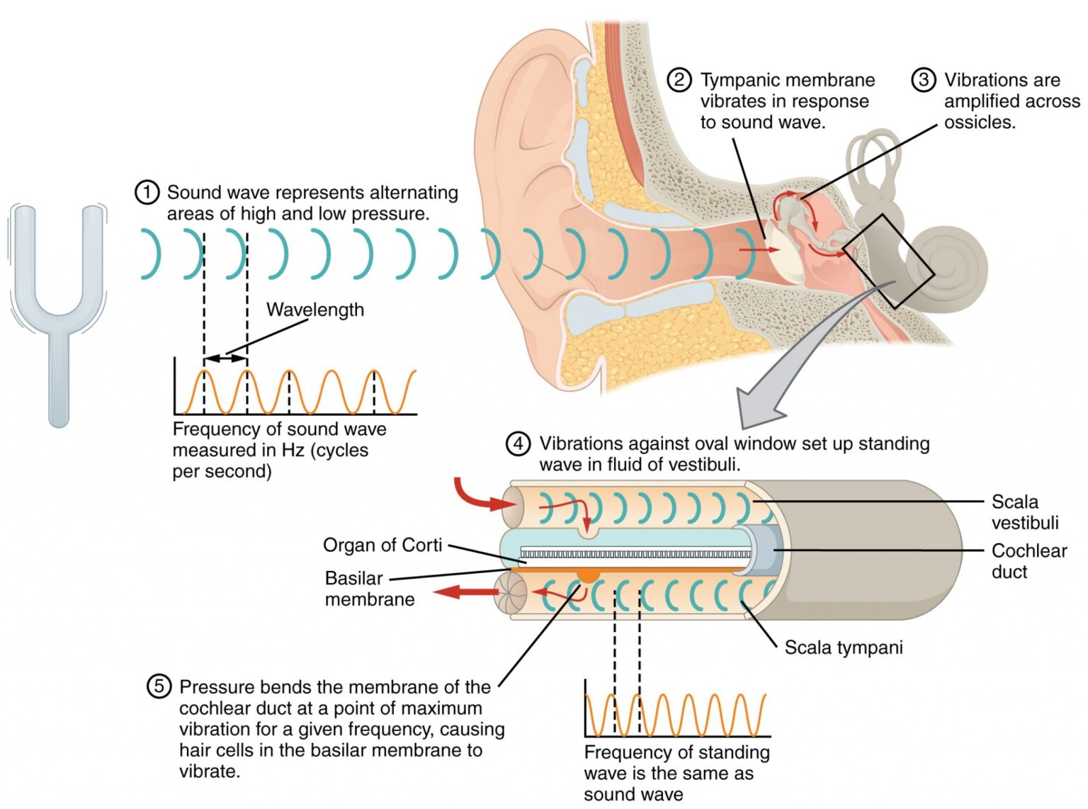 Physiology Of Hearing - Ear Structure, Functions - Biology Notes Online