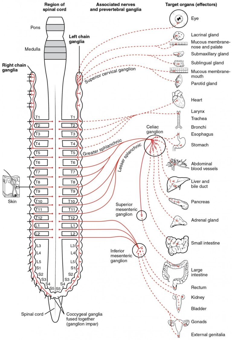 Autonomic nervous system - Definition, Structure, Functions - Biology ...