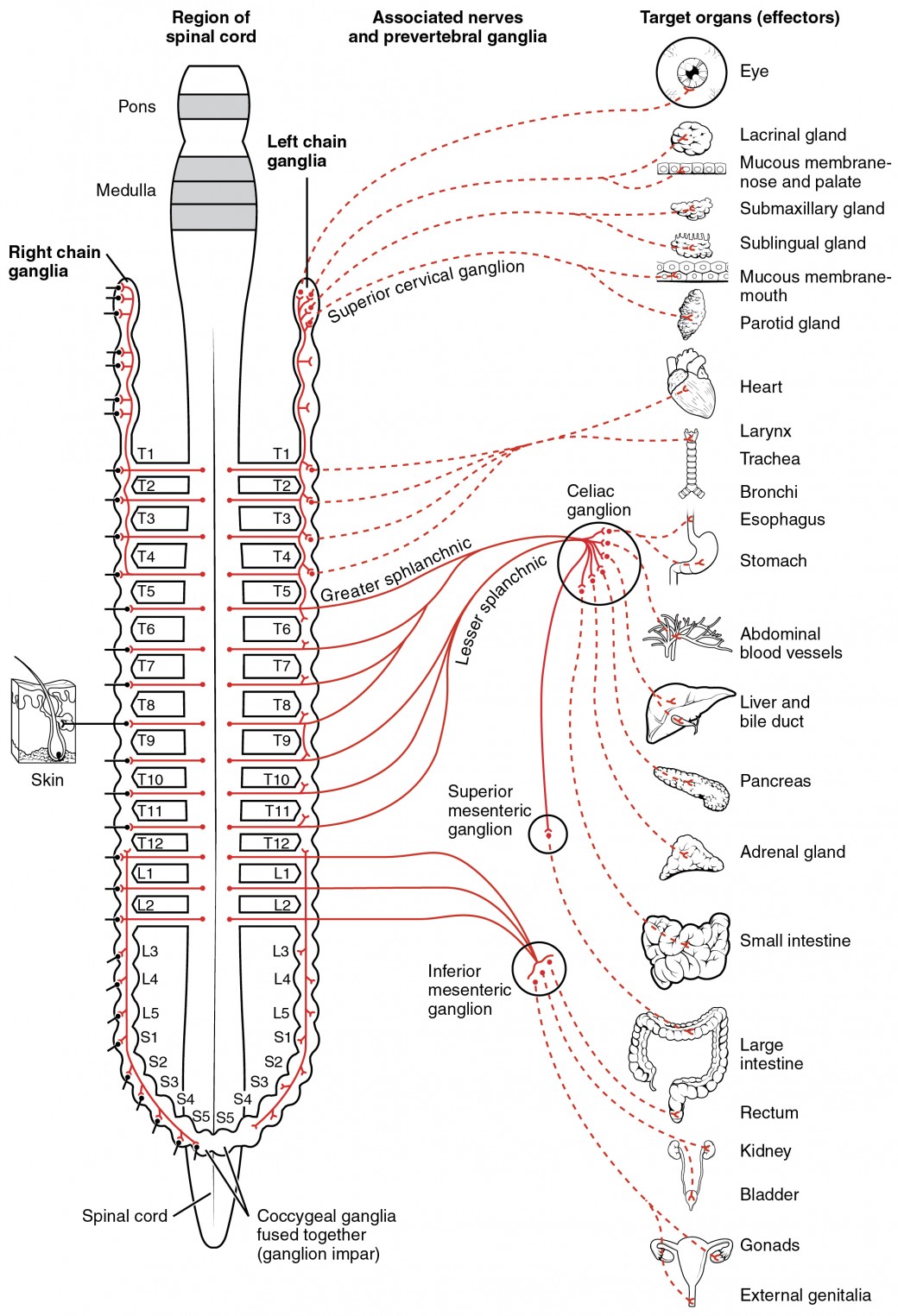 Autonomic nervous system - Definition, Structure, Functions - Biology ...