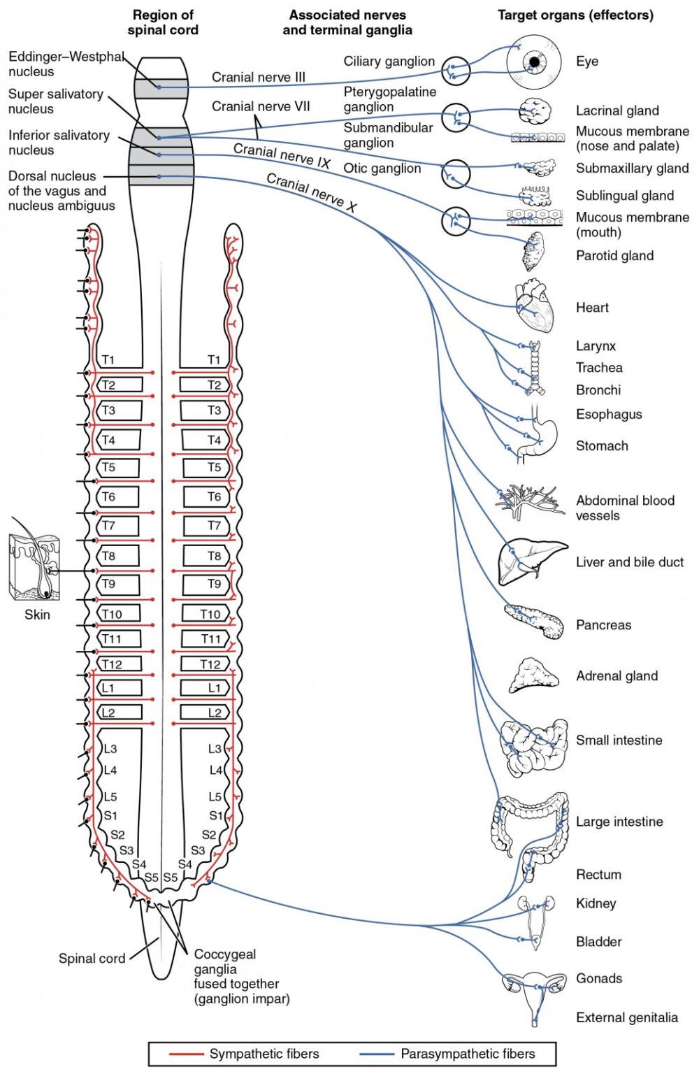 Autonomic nervous system - Definition, Structure, Functions - Biology ...