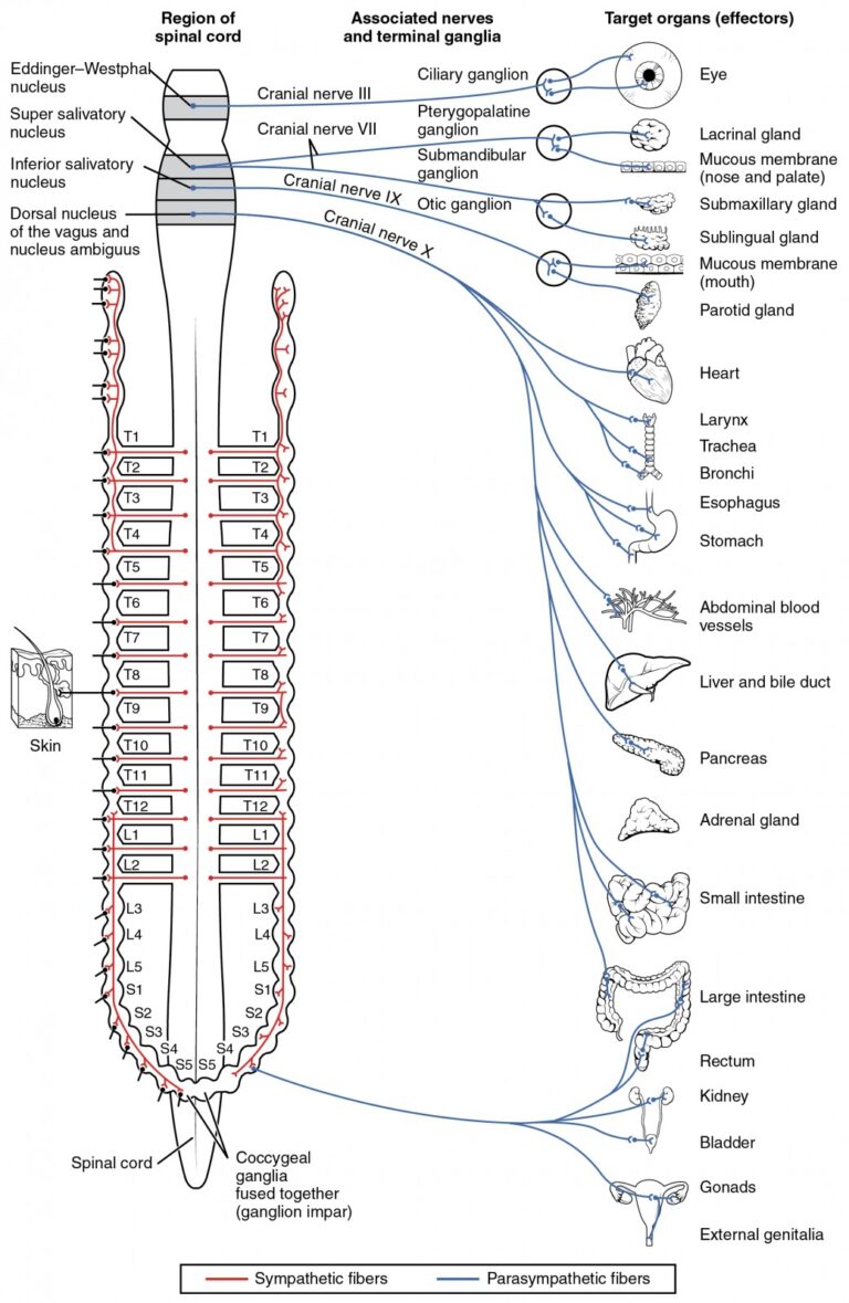 Autonomic nervous system - Definition, Structure, Functions - Biology ...