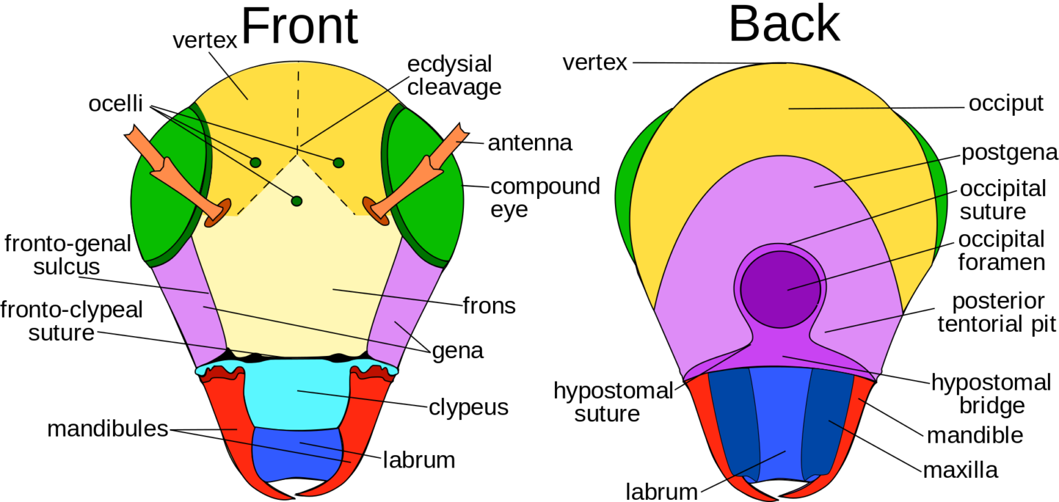Insect Morphology (Morphology Of Pest) - Biology Notes Online