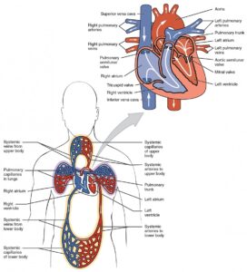 Human Heart - Definition, Location, Anatomy, Structure, Functions ...