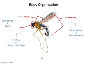 Insect Morphology (Morphology Of Pest) - Biology Notes Online