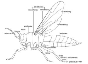 Insect Morphology (Morphology Of Pest) - Biology Notes Online
