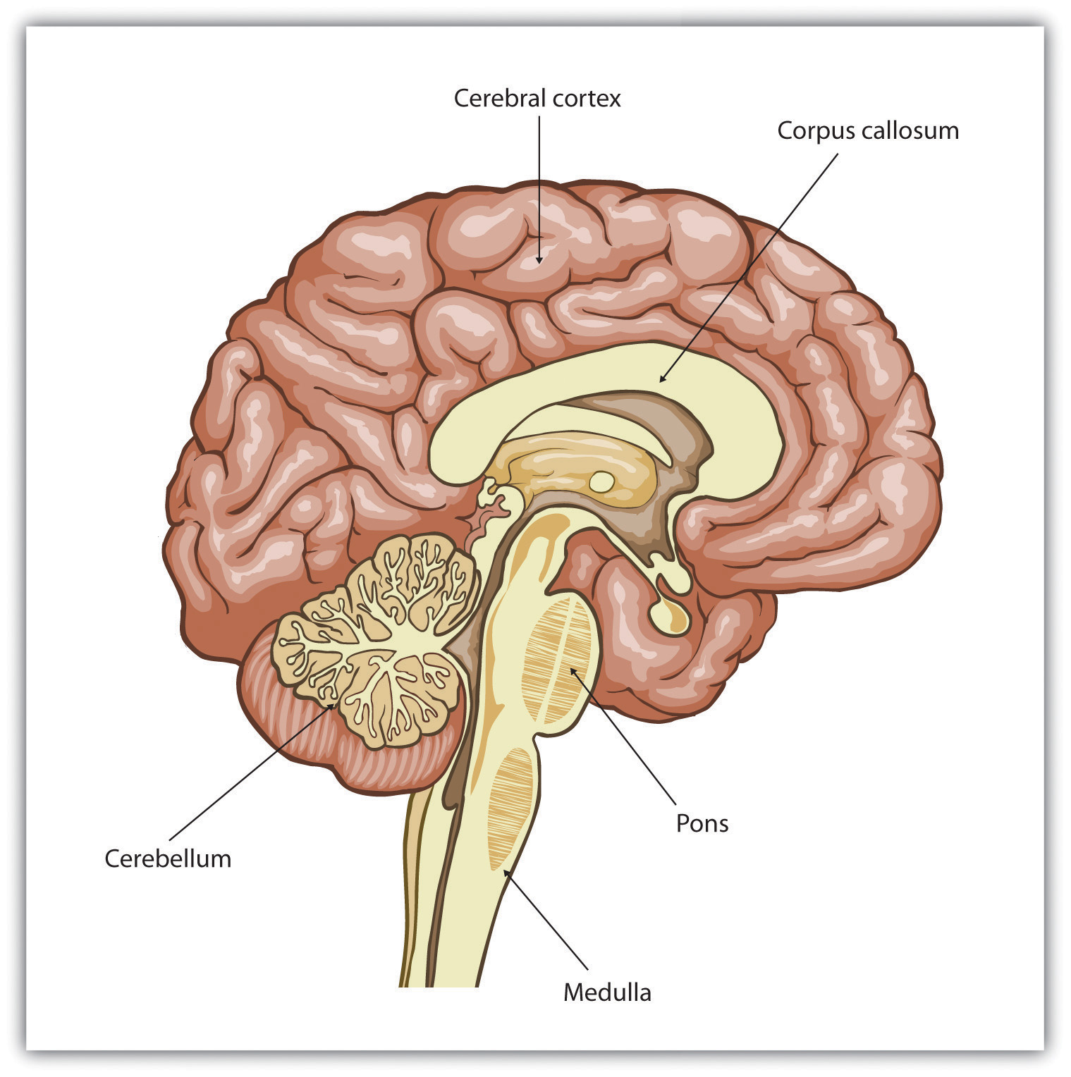 Human Brain - Definition, Structure, Characteristics, Functions ...