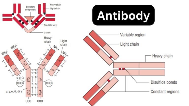 Coomb’s Test - Direct and Indirect Coomb’s Test - Biology Notes Online