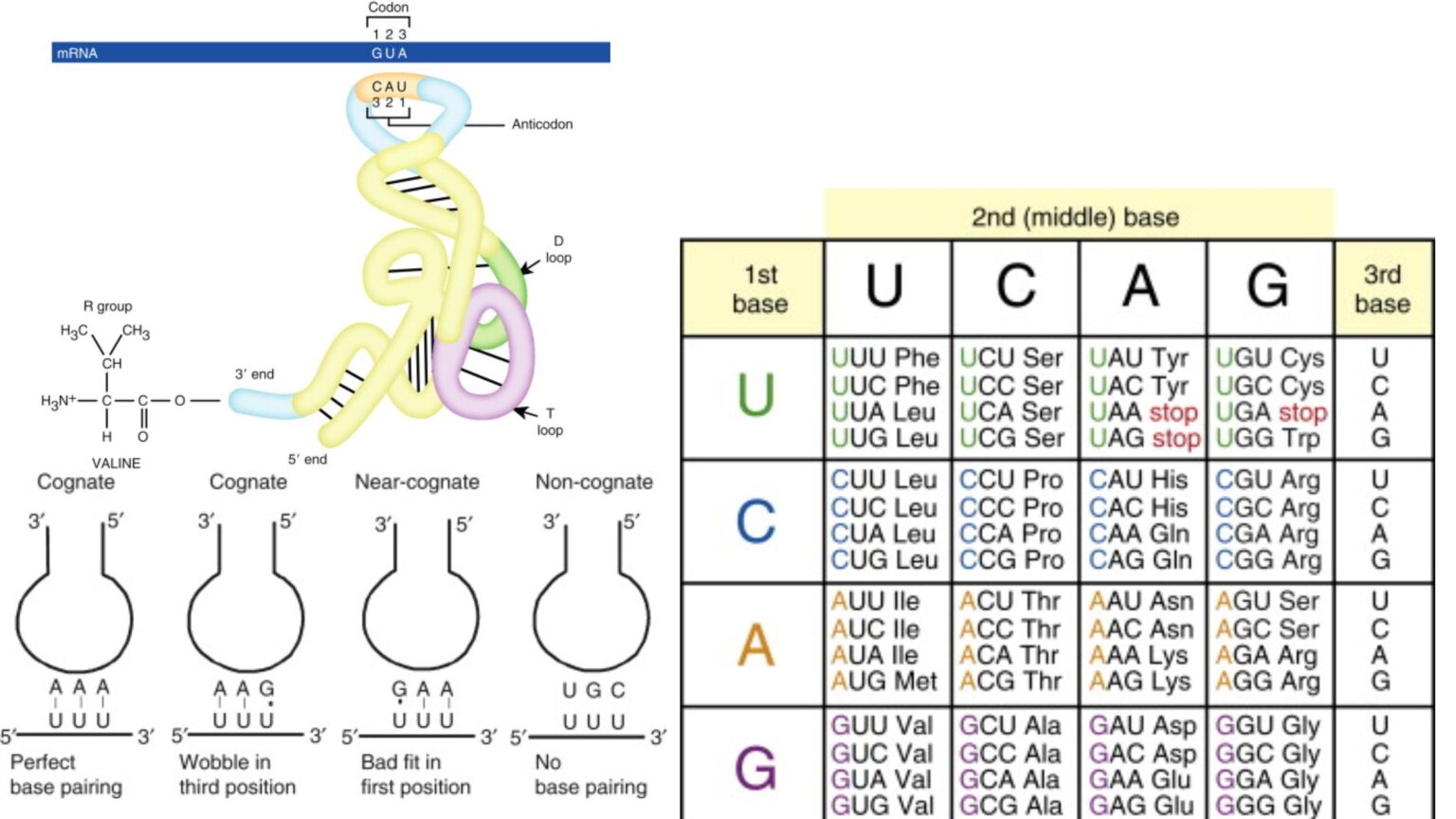 DNA - Definition, Structure, Properties, Types, Functions - Biology ... DNA - Definition, Structure, Properties, Types, Functions - Biology ...