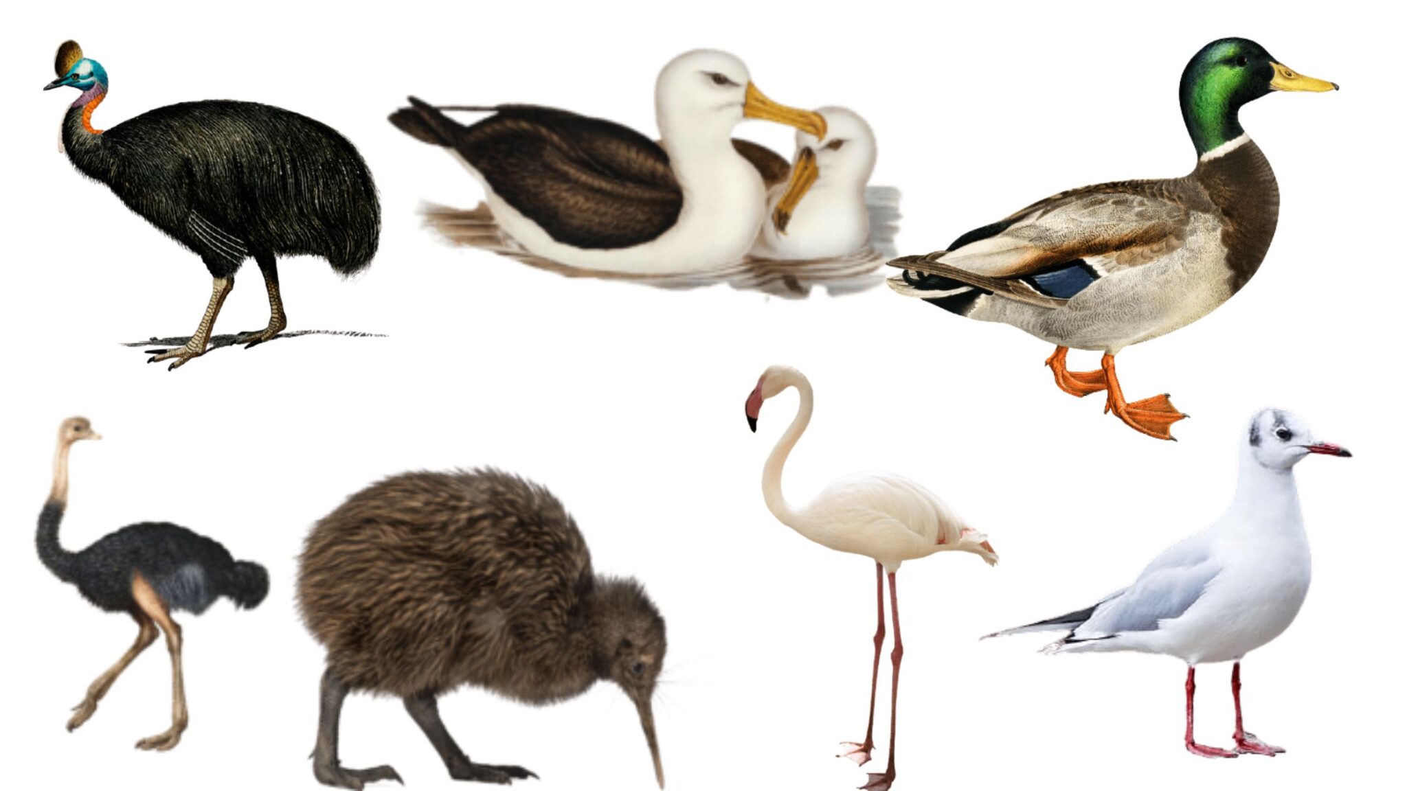 Migration in birds - Definition, Types, Reasons, Disadvantages ...