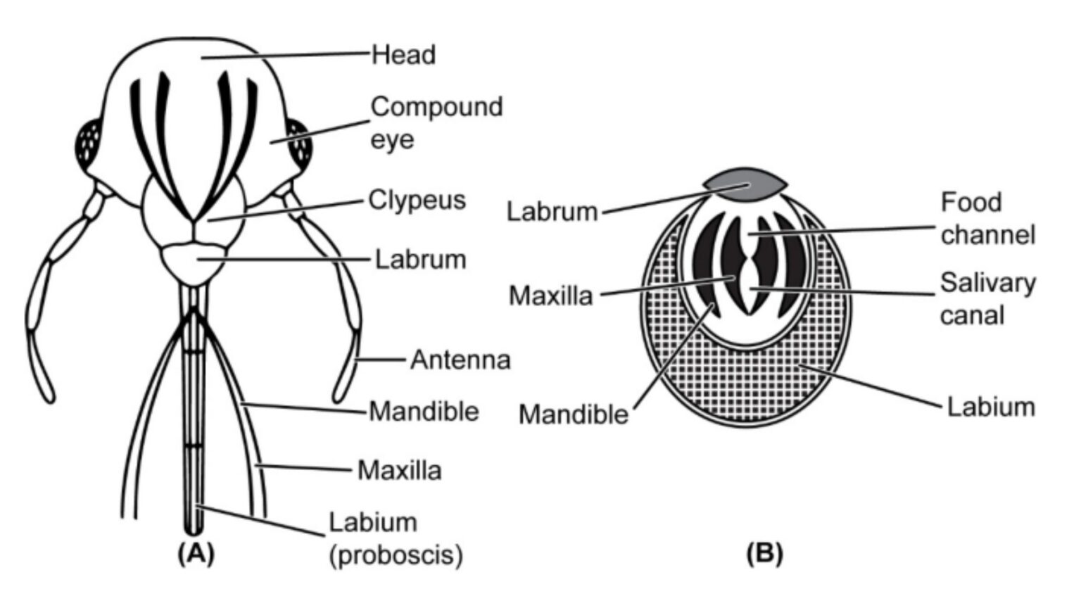 Insect Morphology (Morphology Of Pest) - Biology Notes Online
