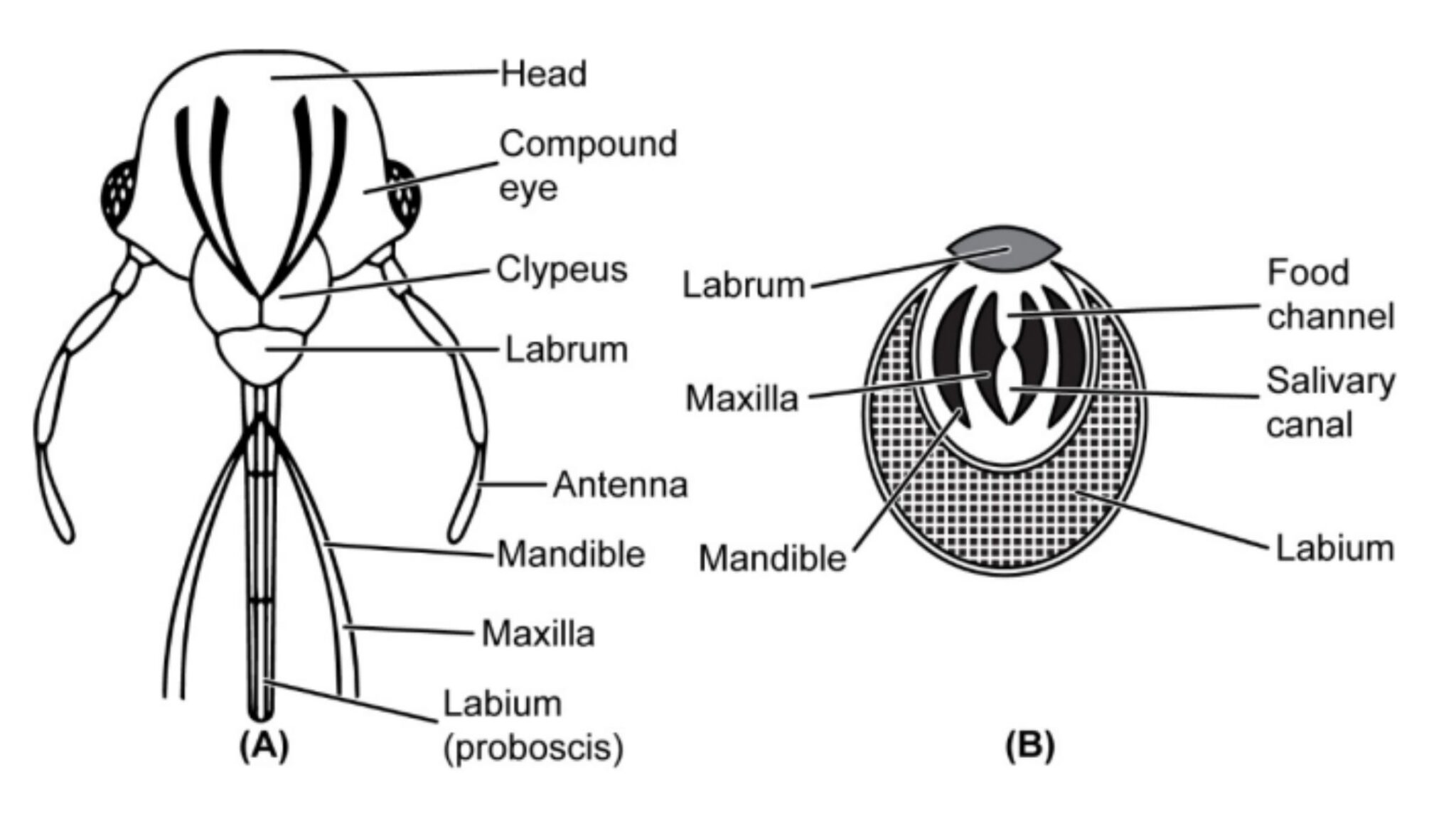 Insect Morphology (Morphology Of Pest) - Biology Notes Online