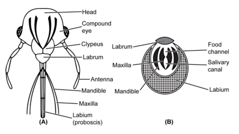 Insect Morphology (Morphology Of Pest) - Biology Notes Online