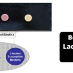 Biology Notes Online - Online Microbiology and Biology Study Notes